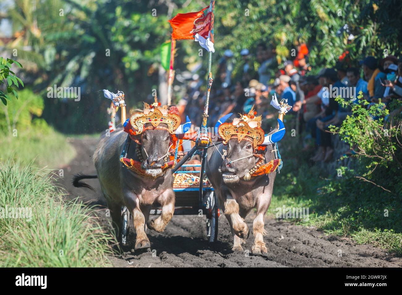 Livestock in bali hi-res stock photography and images - Alamy