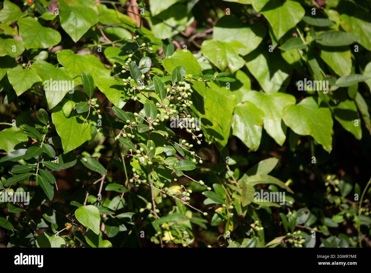 Dull green berries on a bush with bright green leaves Stock Photo - Alamy