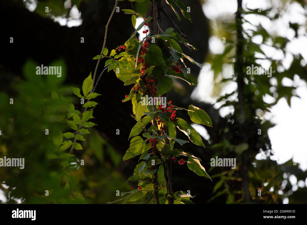 Red berries hanging on a vine with bright green leaves Stock Photo - Alamy