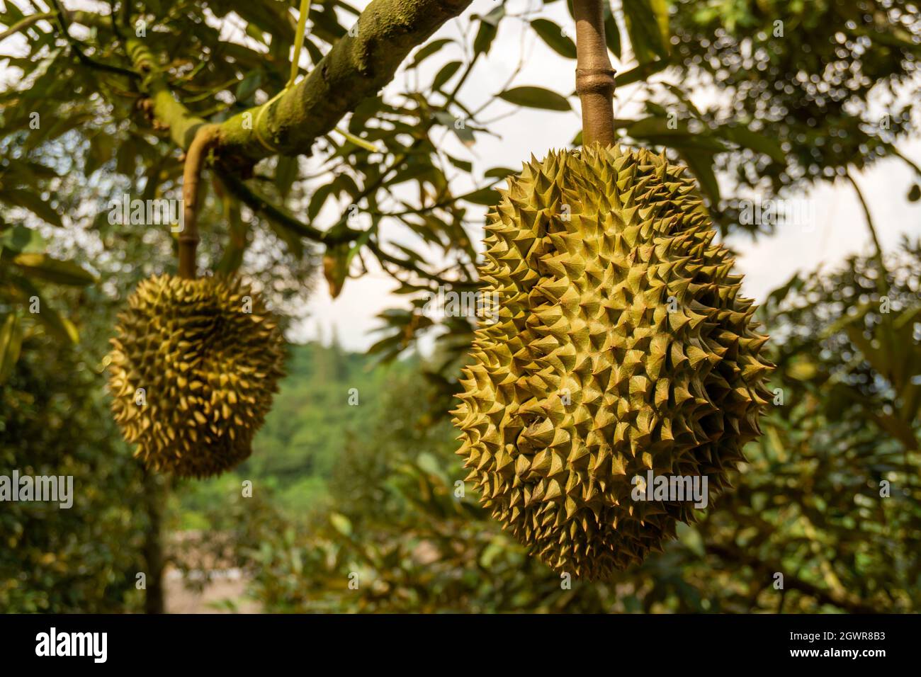 Durian shape hi-res stock photography and images - Alamy