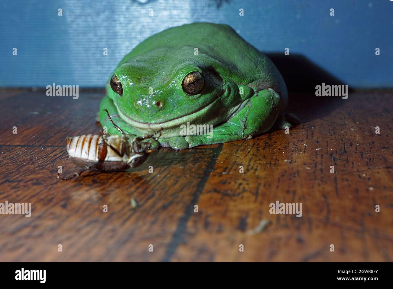 Large brown tree frog hi-res stock photography and images - Alamy