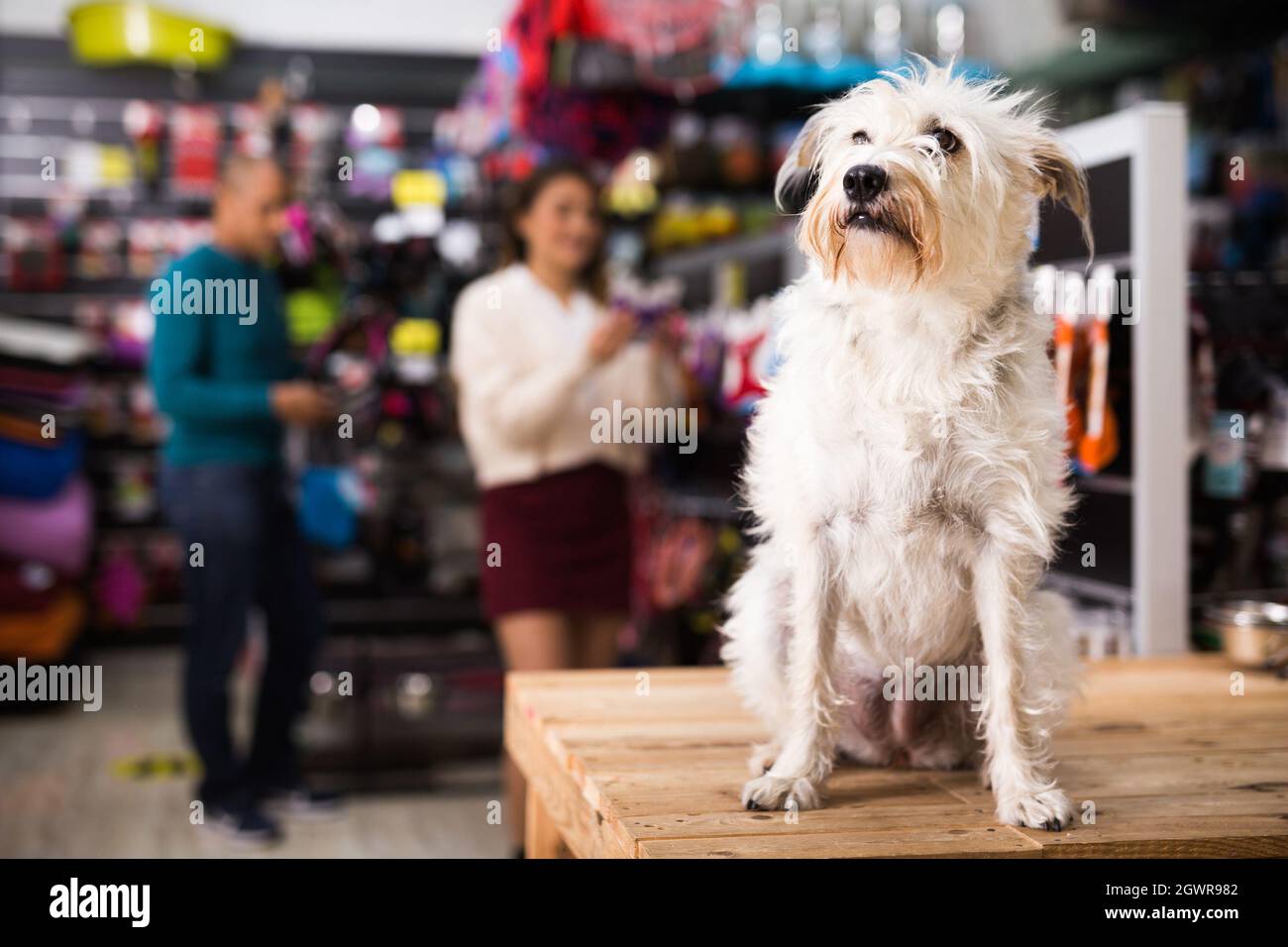 Portrait of dog sitting in pet shop Stock Photo - Alamy