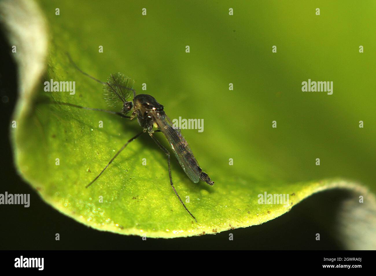 Chironomid hi-res stock photography and images - Alamy