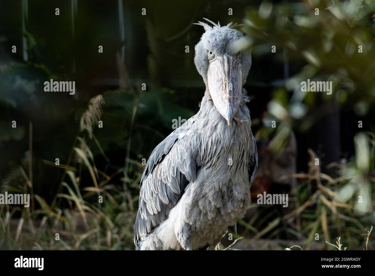 Shoebilled stork hi-res stock photography and images - Alamy