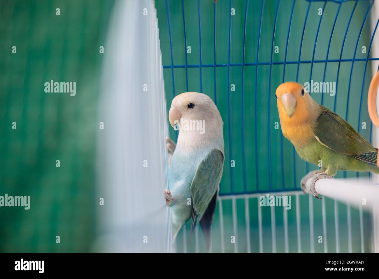 Bird Inside A Cage High Resolution Stock Photography and Images - Alamy