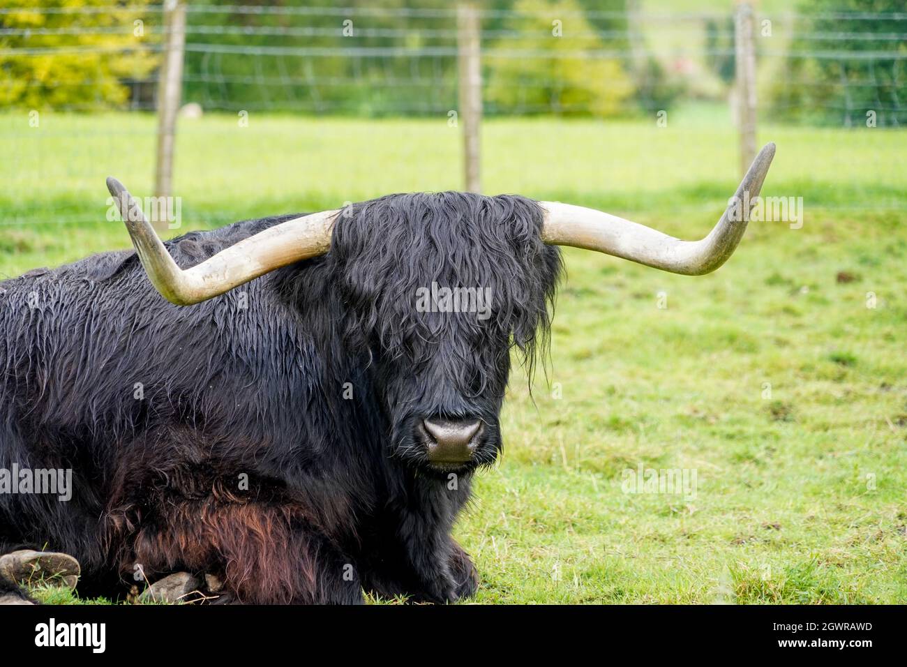 Aberdeen angus bull head hi-res stock photography and images - Alamy