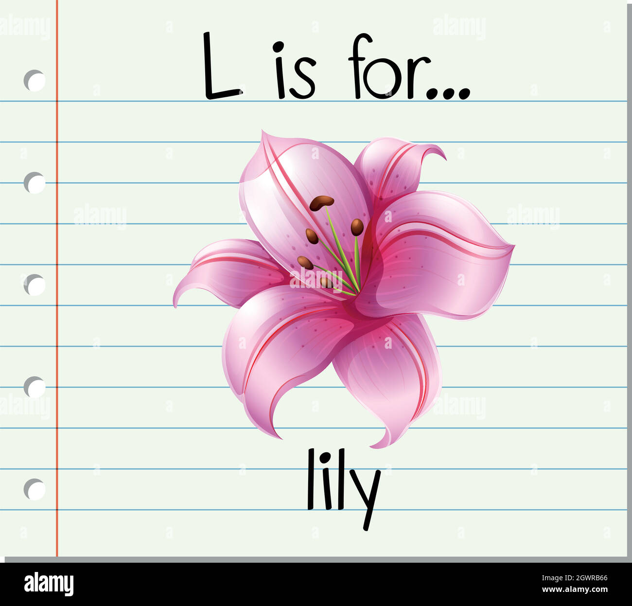Flashcard letter L is for lily Stock Vector Image & Art - Alamy