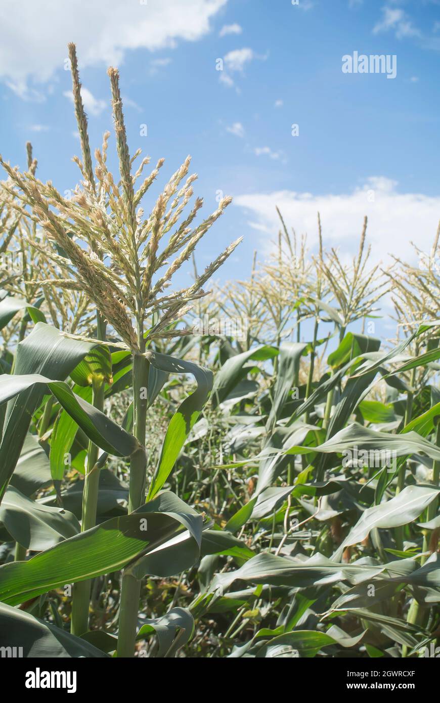 Growing green corn field zea hi-res stock photography and images - Alamy