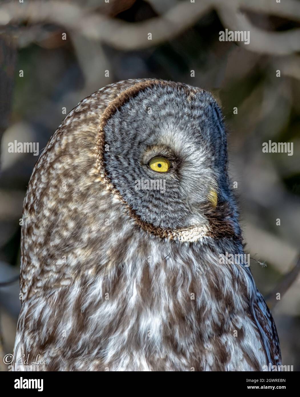 Owl Eyebrows High Resolution Stock Photography and Images - Alamy