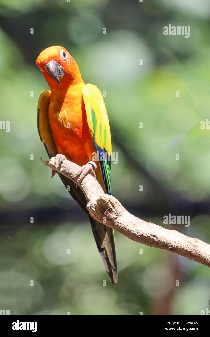 The Mini Parrot Bird On Stick Tree Stock Photo - Alamy