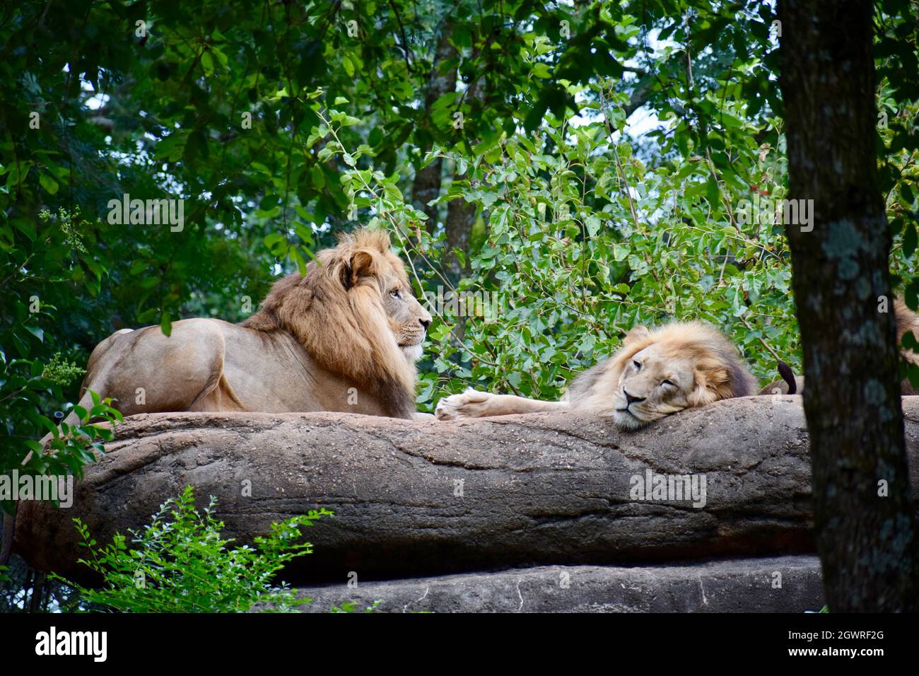 Atlanta zoo lion hi-res stock photography and images - Alamy