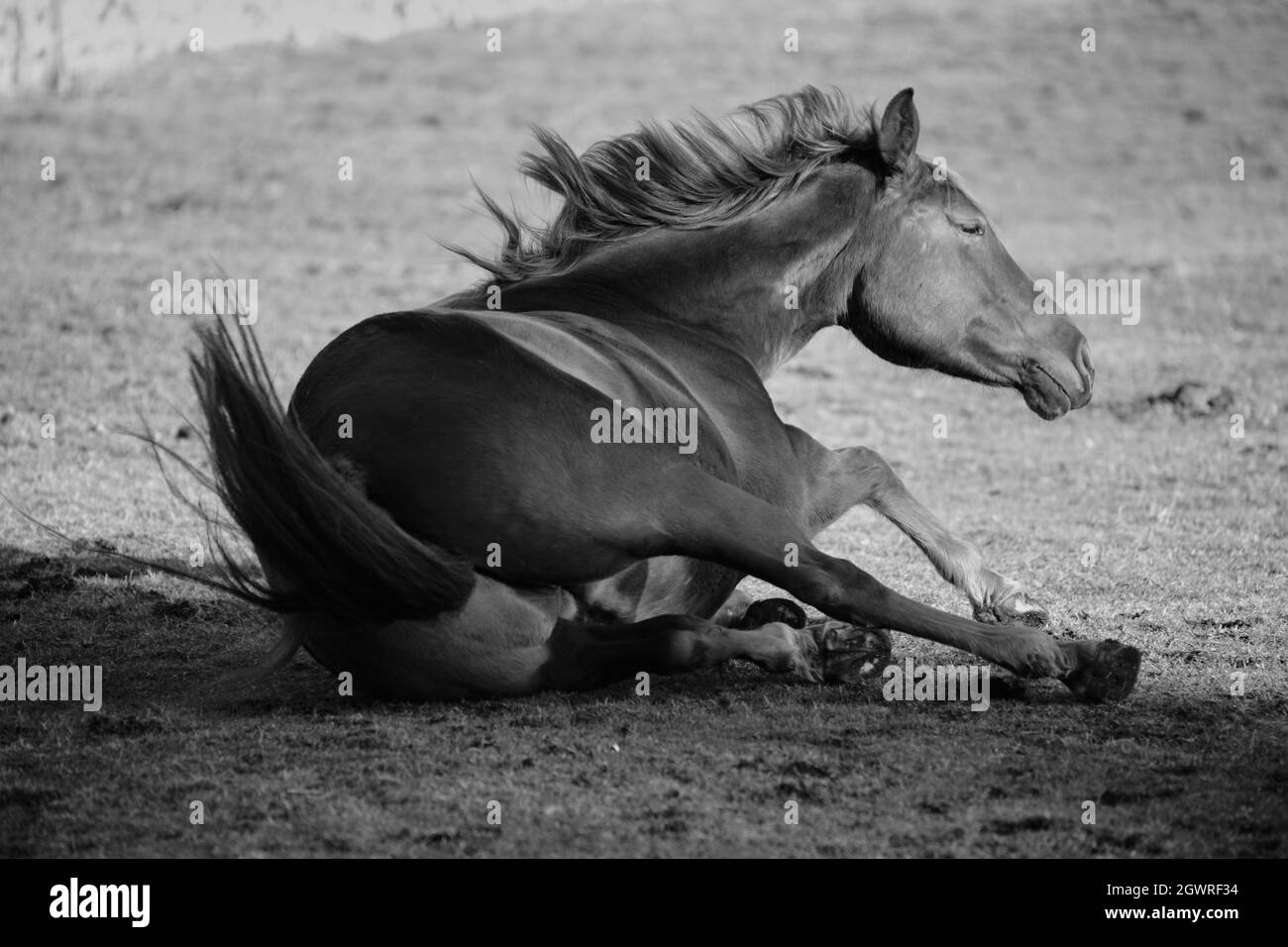 Black stallion side on hi-res stock photography and images - Alamy