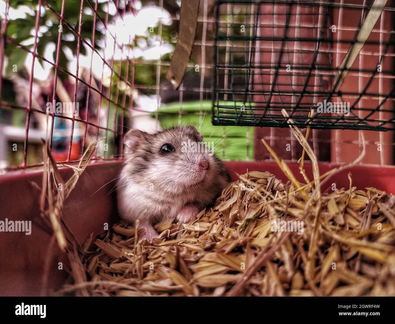 Hamster in cage hi-res stock photography and images - Alamy