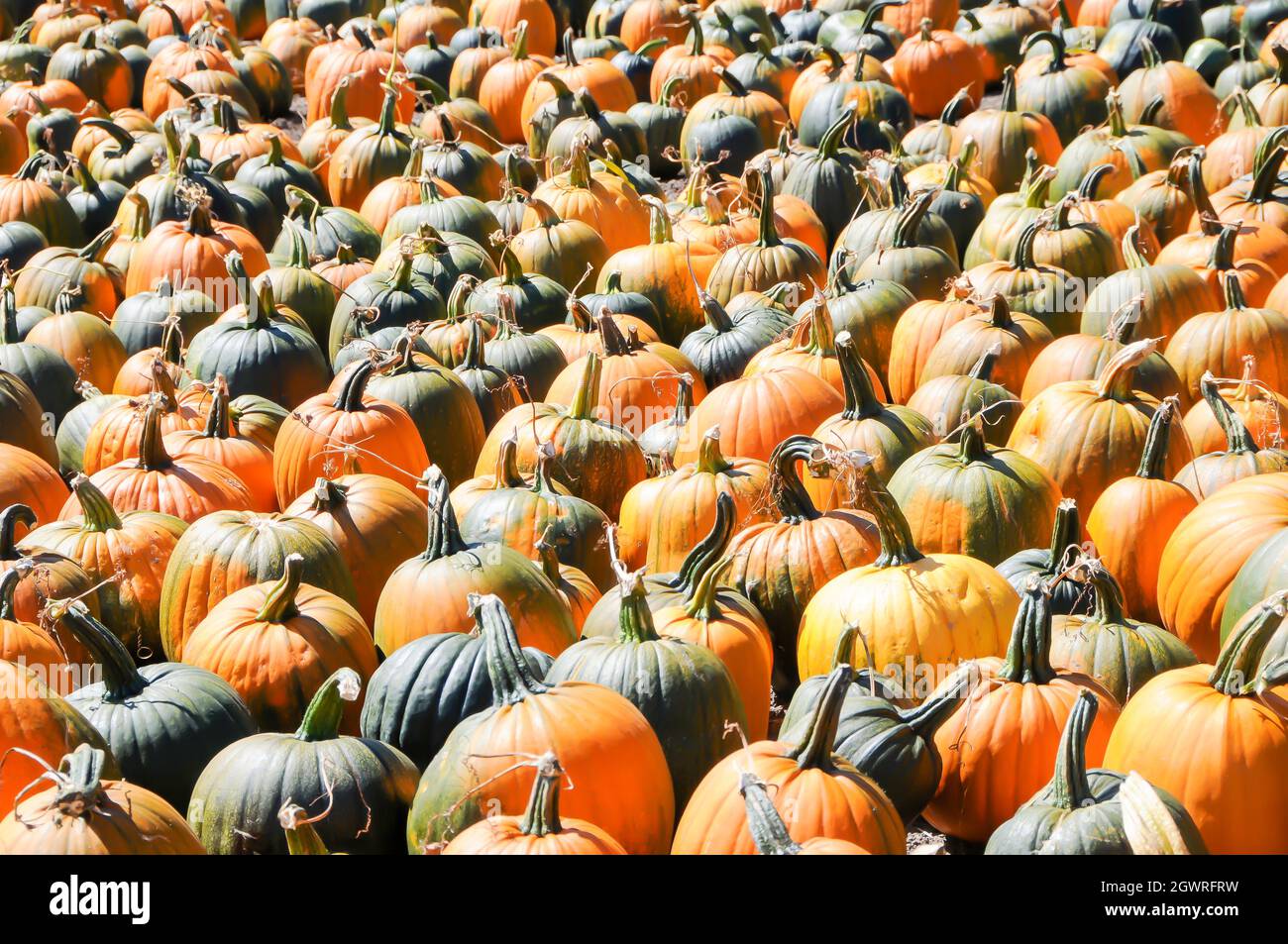 Field pumpkins hi-res stock photography and images - Alamy