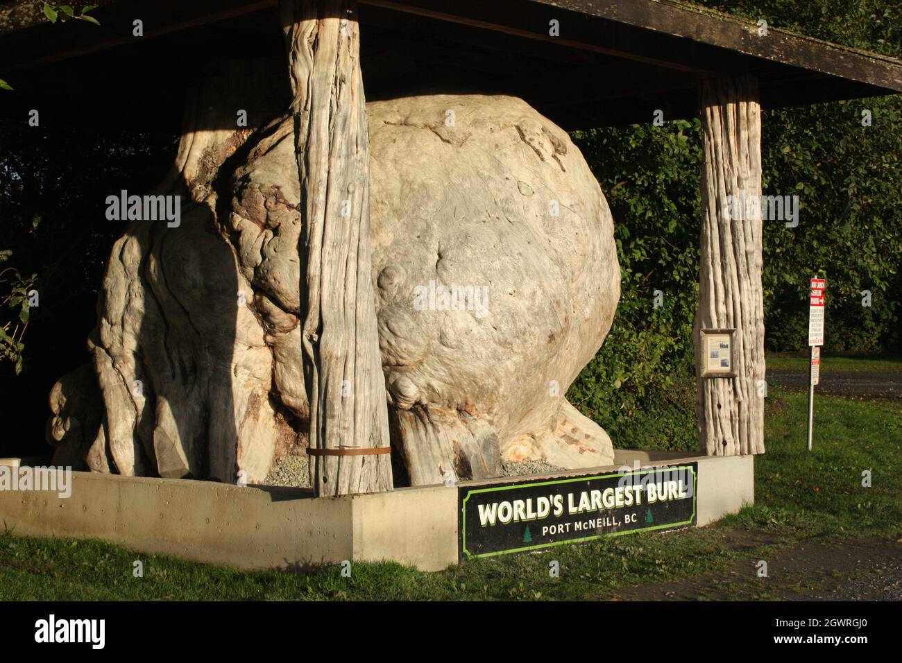 The world's biggest burl at Port McNeill Stock Photo - Alamy