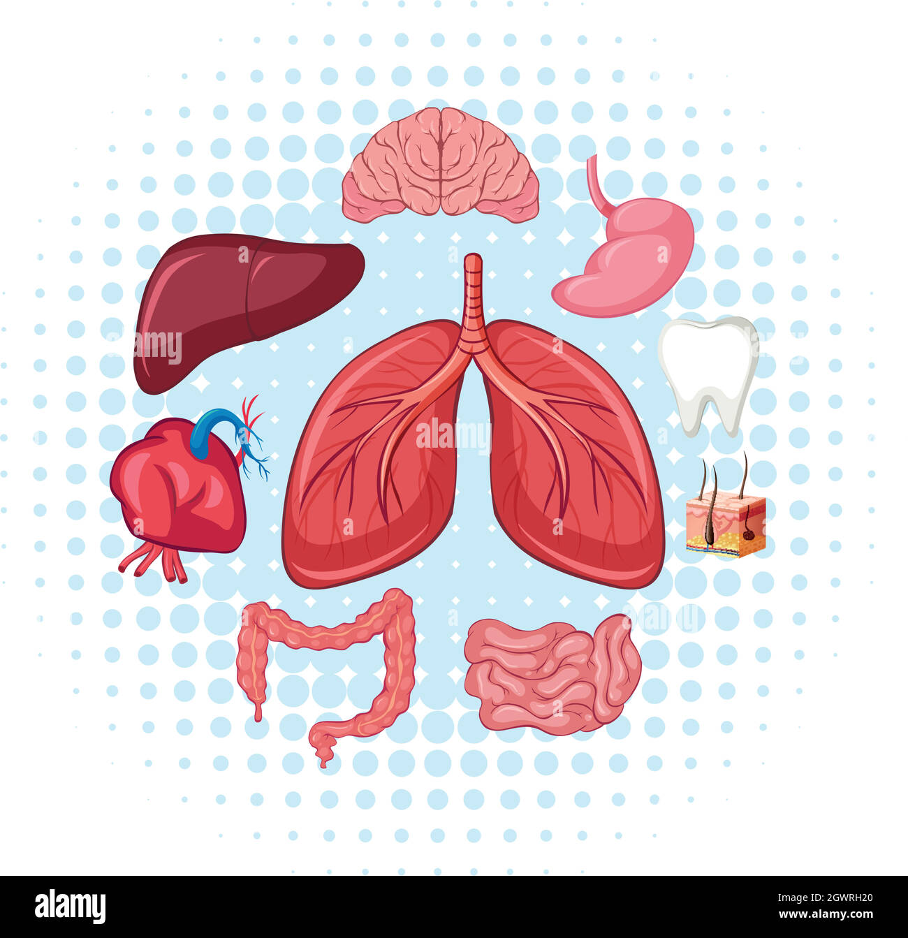 Human body drawing poster hi-res stock photography and images - Alamy