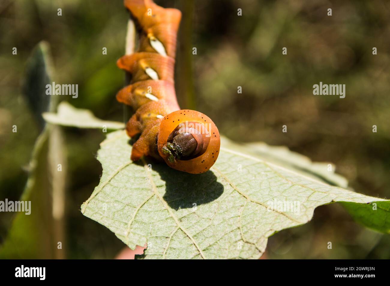 Pandorus sphinx moth larva hi-res stock photography and images - Alamy