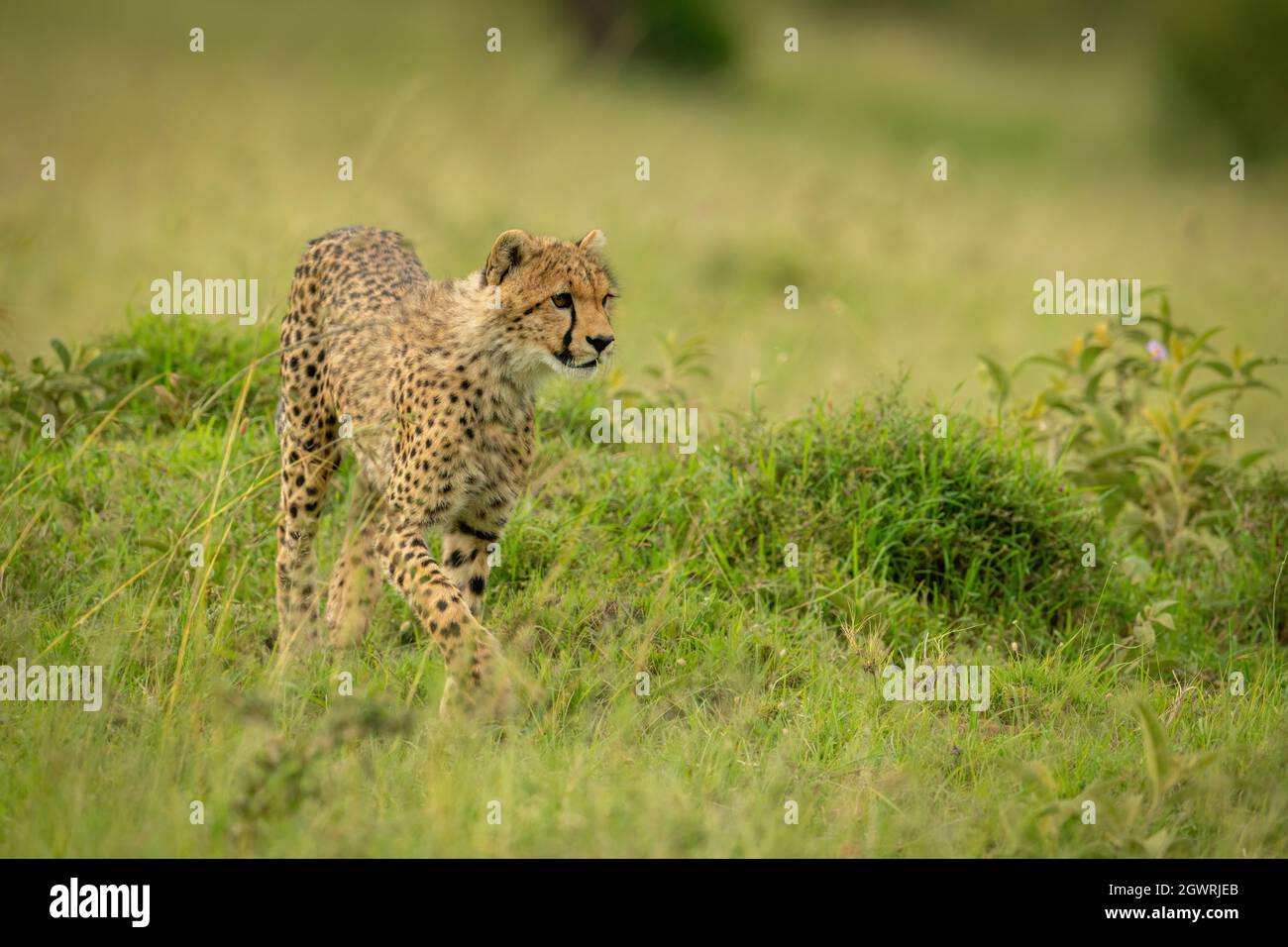 Baby cheetah walking hi-res stock photography and images - Alamy