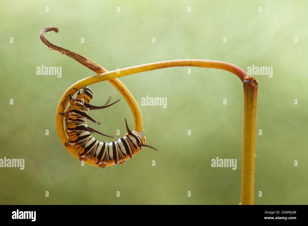 Beautiful Caterpillar On Fern Stock Photo - Alamy