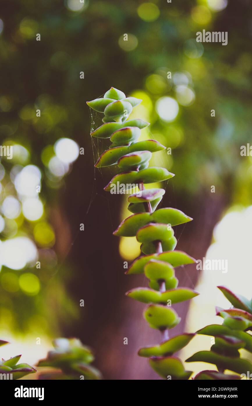 A vertical shot of succulents growing in a forest under the sunlight ...
