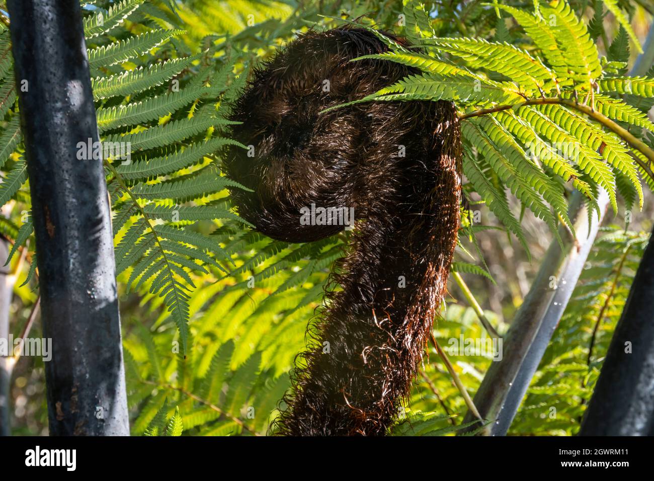 Spiral emerging fern frond, Wellington, North Island, New Zealand Stock ...