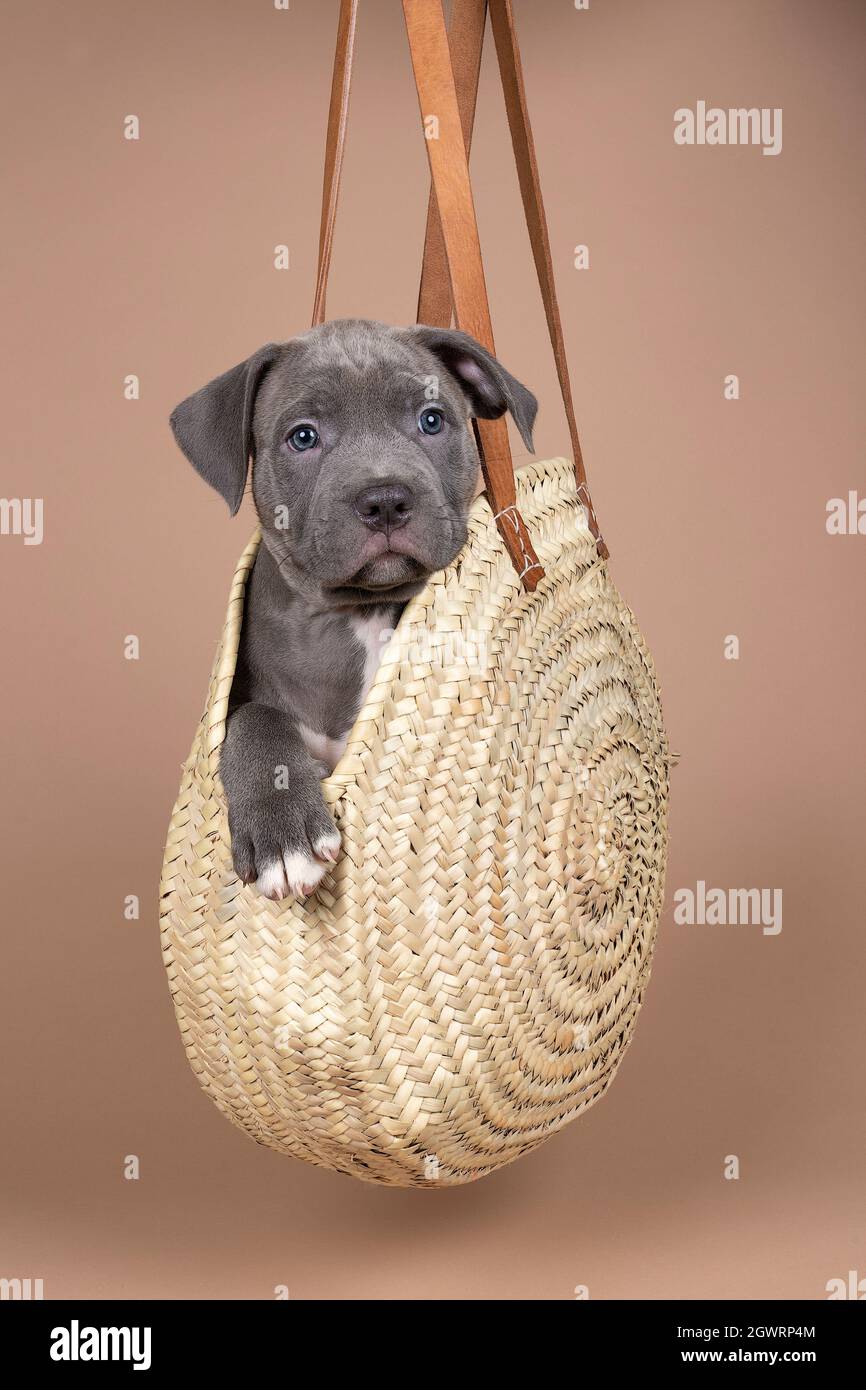 American bully breed hi-res stock photography and images - Alamy