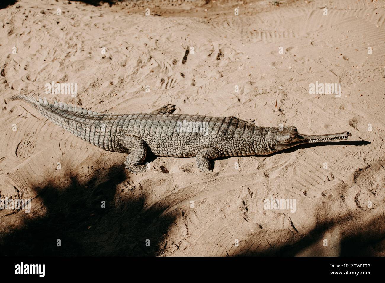 Alligator On Sand High Resolution Stock Photography and Images - Alamy