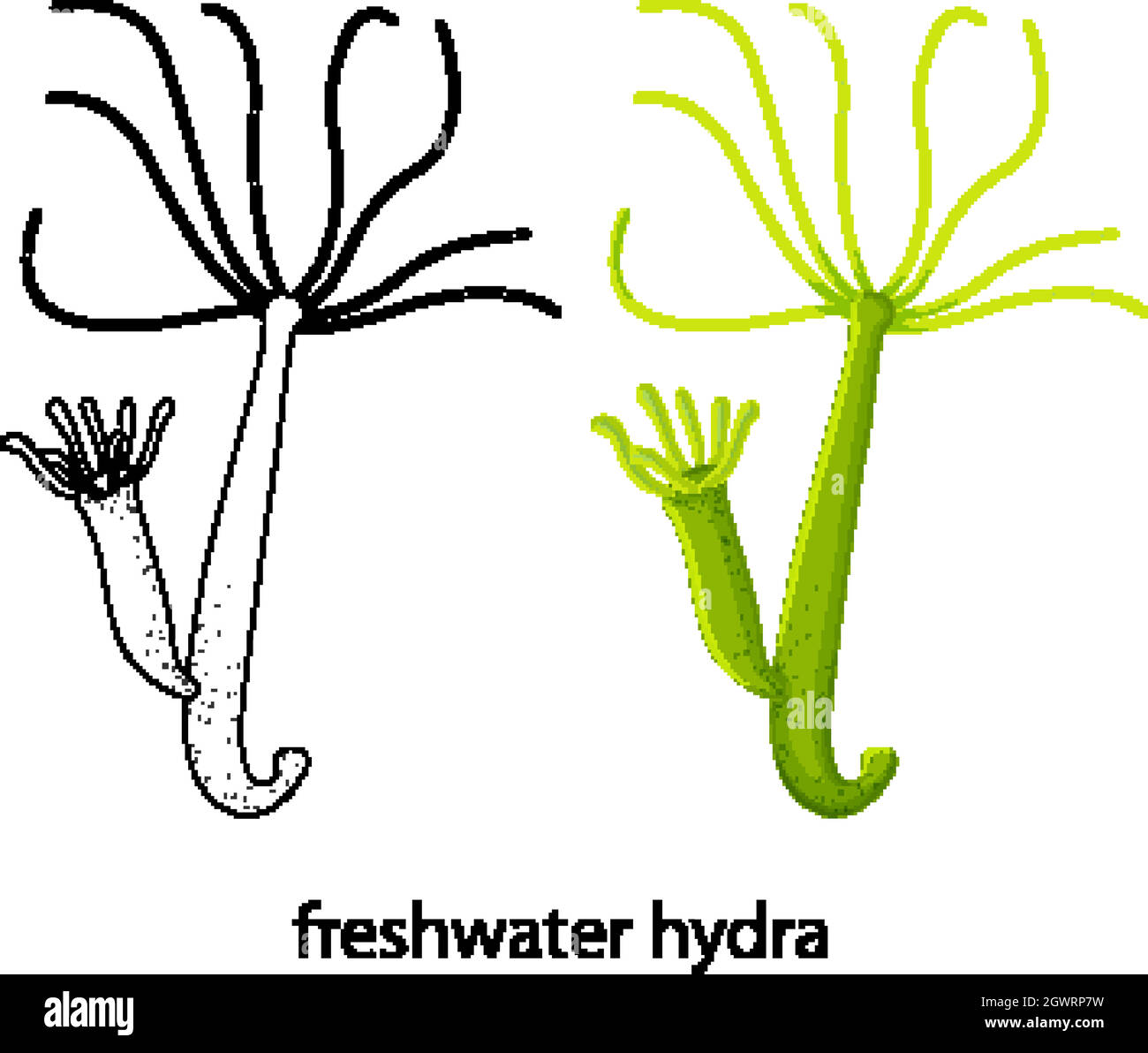 Freshwater hydra in colour and doodle on white background Stock Vector ...