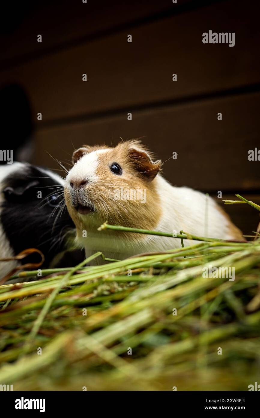 Slightly open mouth hi-res stock photography and images - Alamy