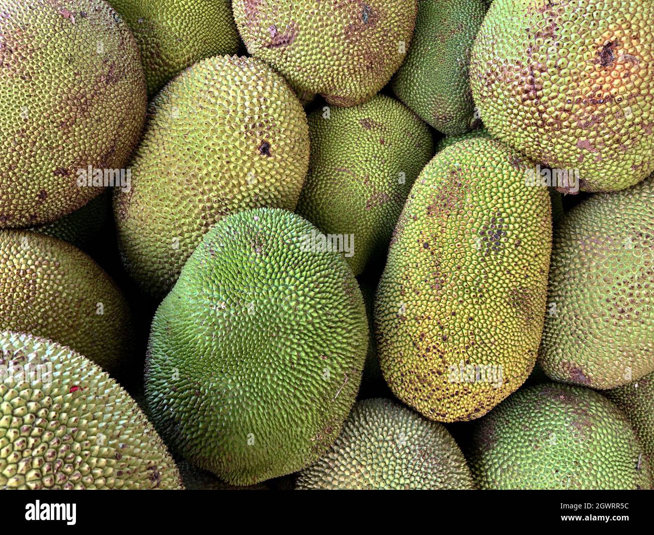 Full jack fruit hi-res stock photography and images - Alamy
