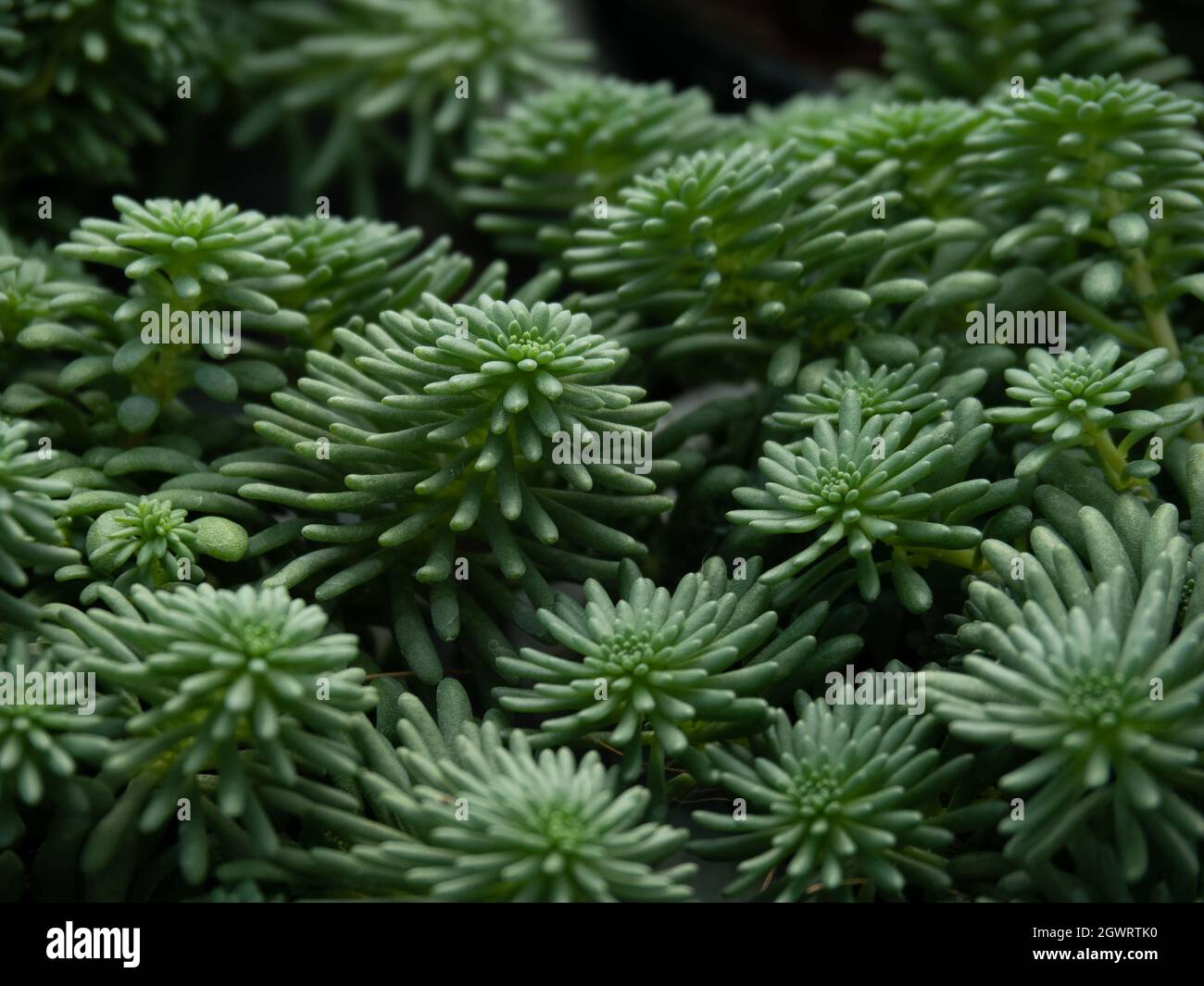 Sedum pulchellum sea star hi-res stock photography and images - Alamy