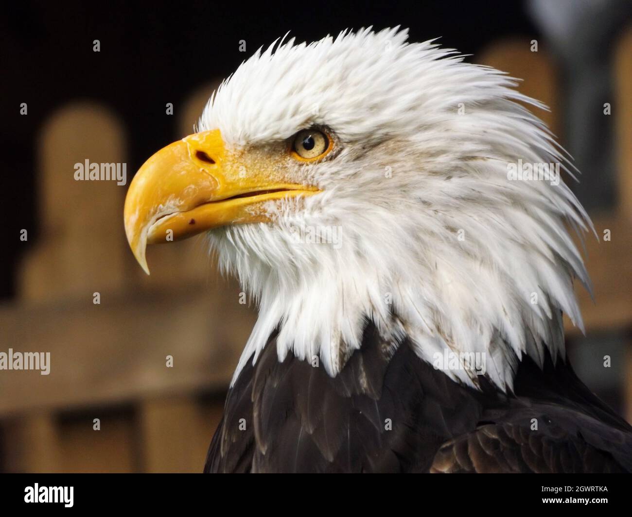 Eagle in profile hi-res stock photography and images - Alamy