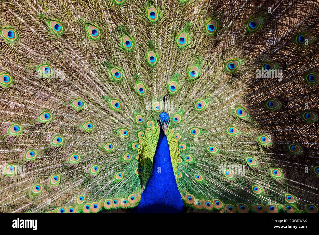 Peacock full body shot hi-res stock photography and images - Alamy