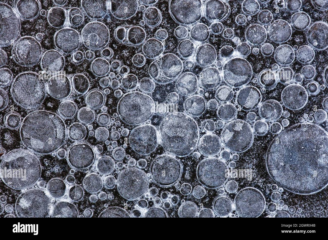Microscopic organism hi-res stock photography and images - Alamy