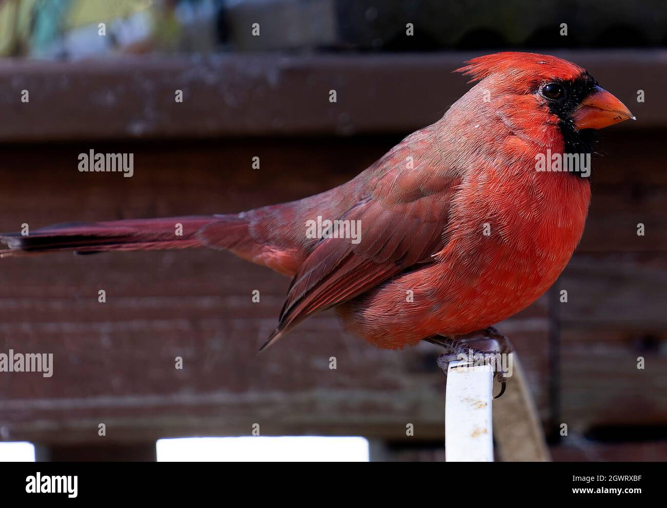 Male Northern Cardinal in front of garden flora Stock Photo - Alamy