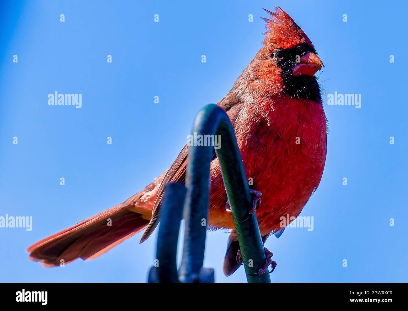 Male Northern Cardinal looks down from a high perch Stock Photo - Alamy