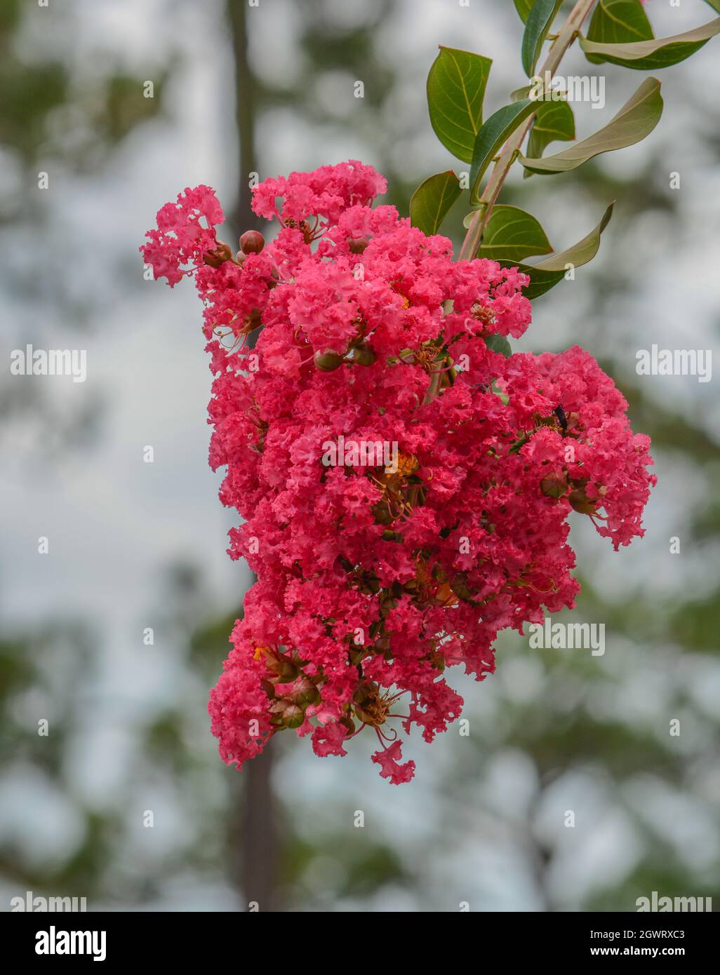 The beautiful Dynamite Red Crape Myrtle Tree Flowers growing in ...