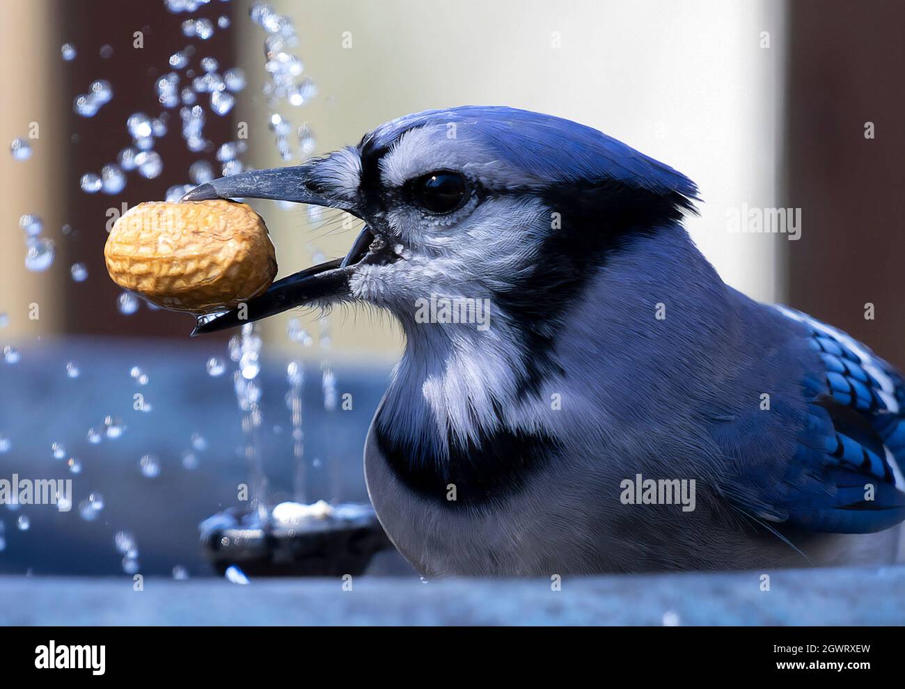 Floating peanut hi-res stock photography and images - Alamy