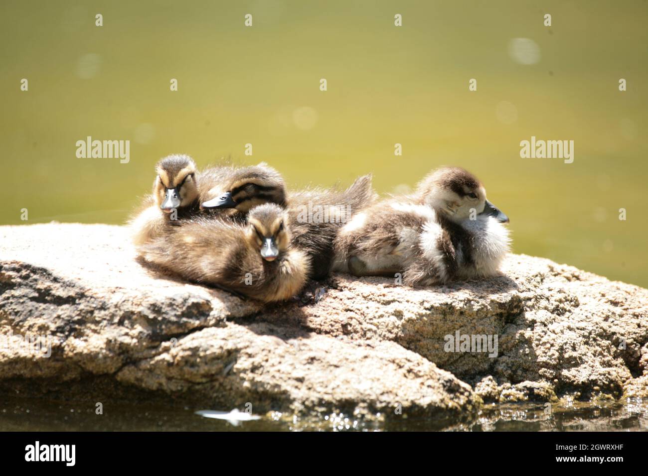 Hedgehog young nest hi-res stock photography and images - Alamy