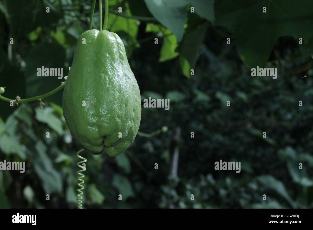 Chayote tree hi-res stock photography and images - Alamy