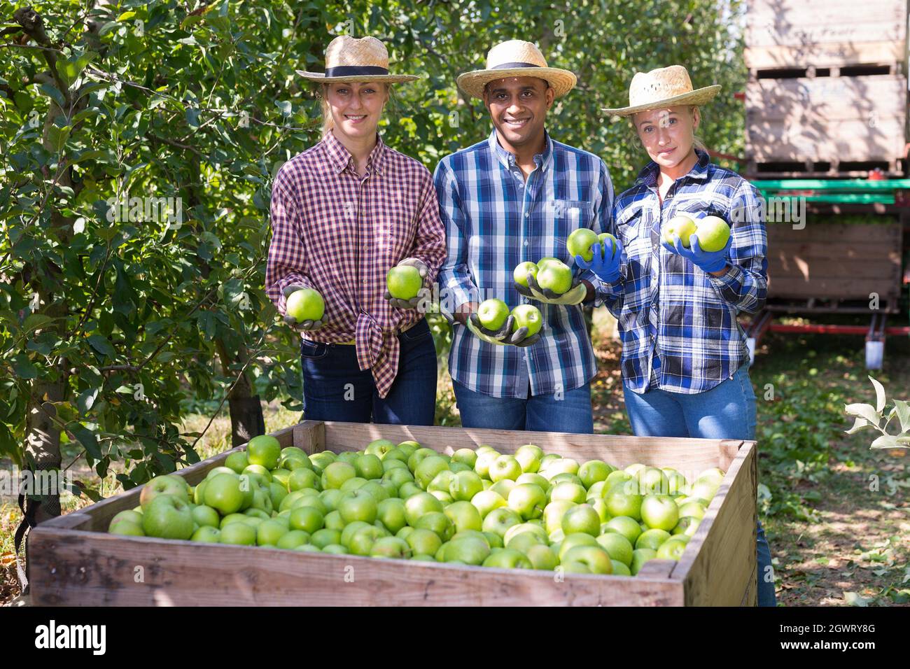 Farmers posing with apples crop in orchard Stock Photo - Alamy