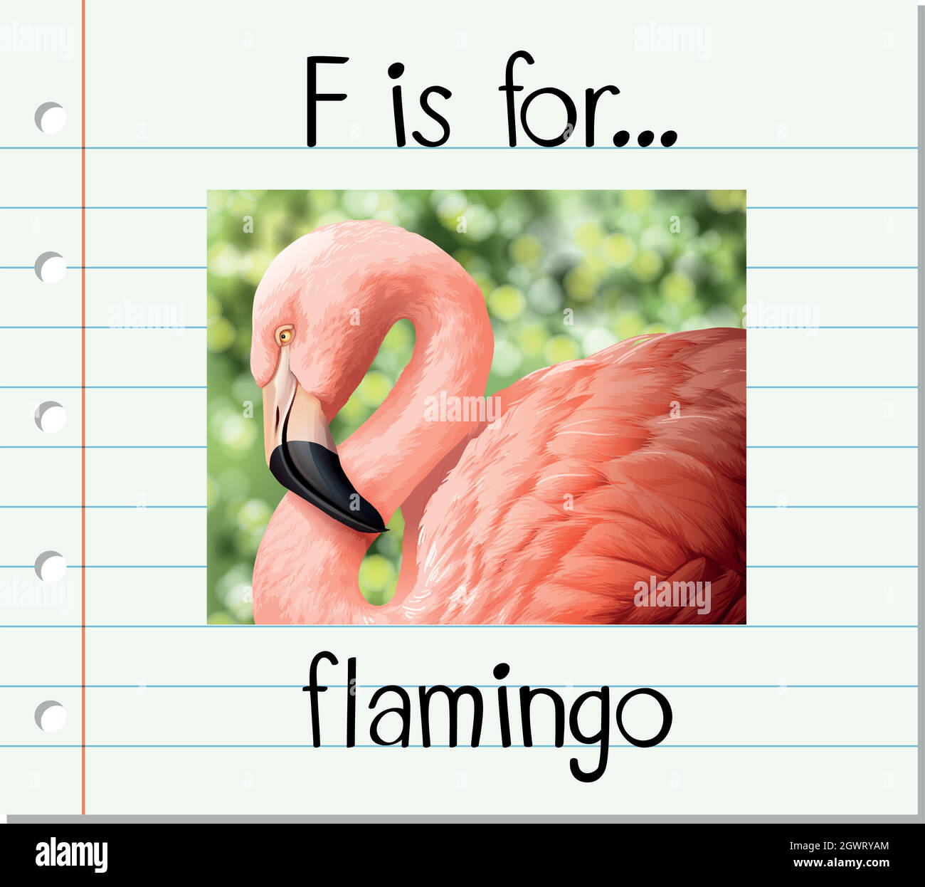 Flashcard letter F is for flamingo Stock Vector Image & Art - Alamy