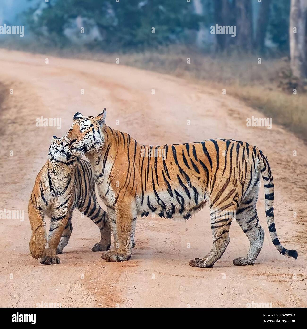 Cheetah hunting zebra hi-res stock photography and images - Alamy