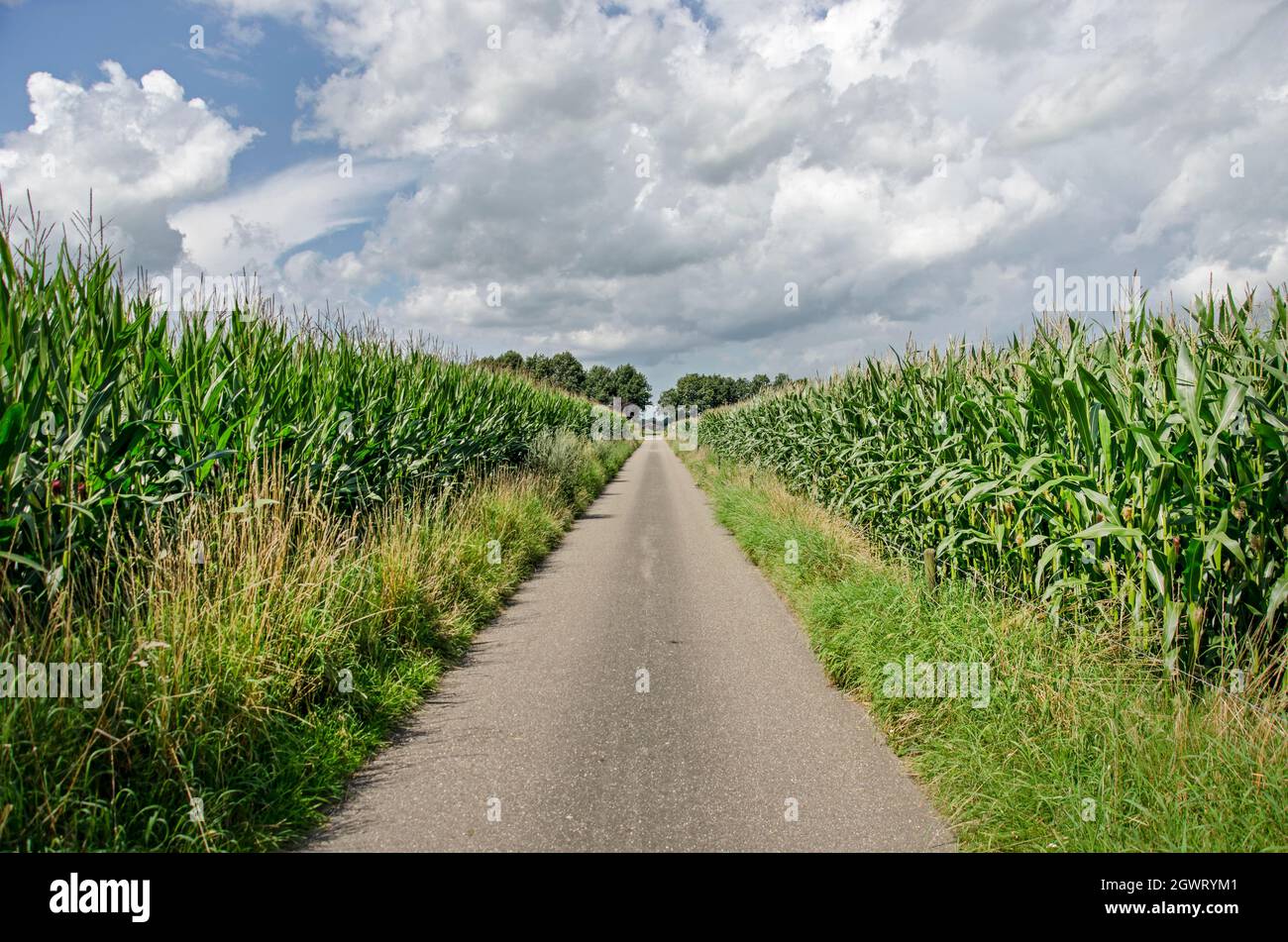 Maize corn field netherlands hi-res stock photography and images - Alamy