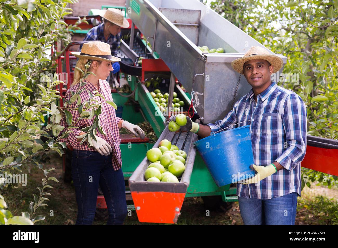 Team of workers are harvesting apples and sorting in a professional ...