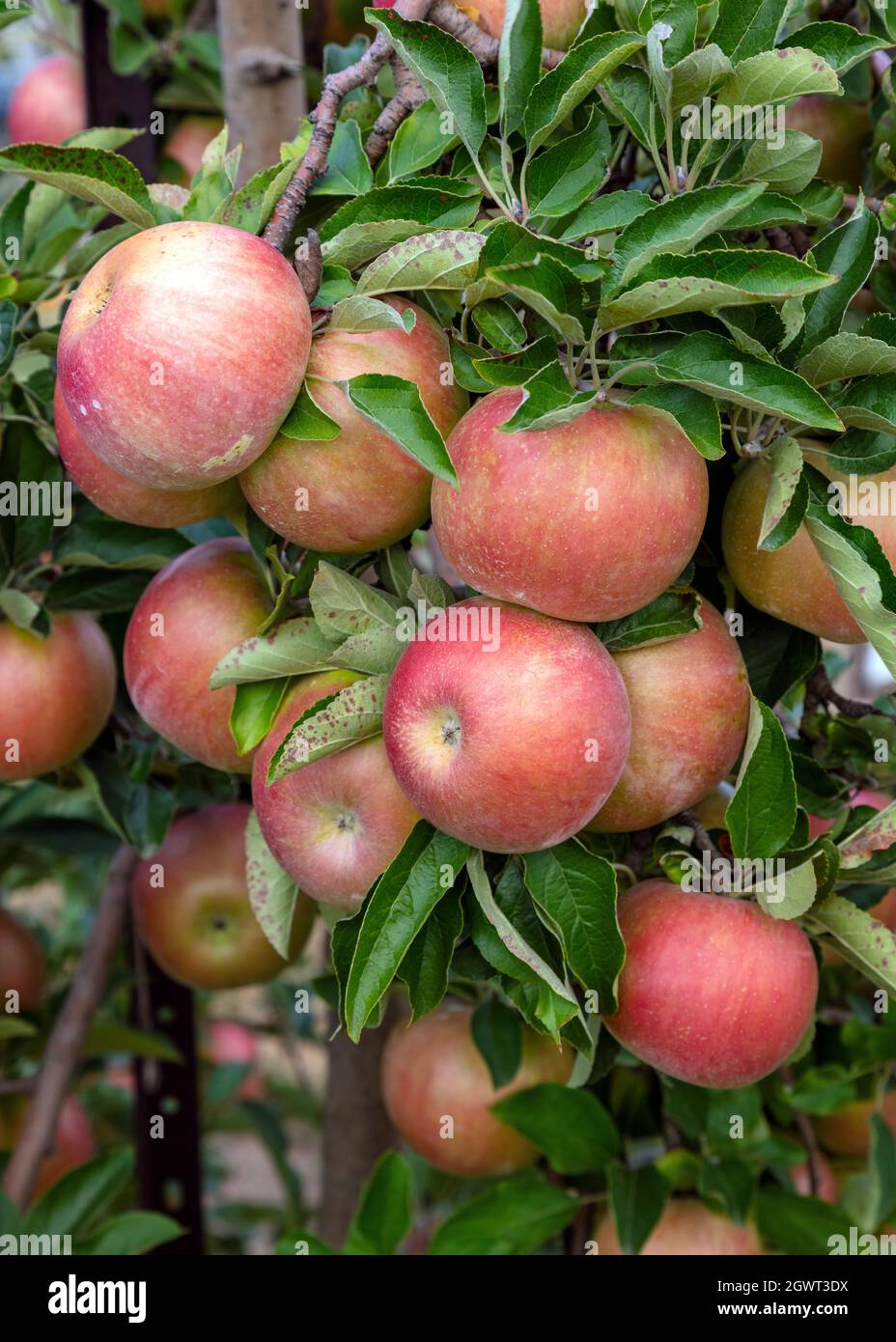 Fuji Apples on Apple trees, fruit orchard, SW Michigan, USA, by James D ...