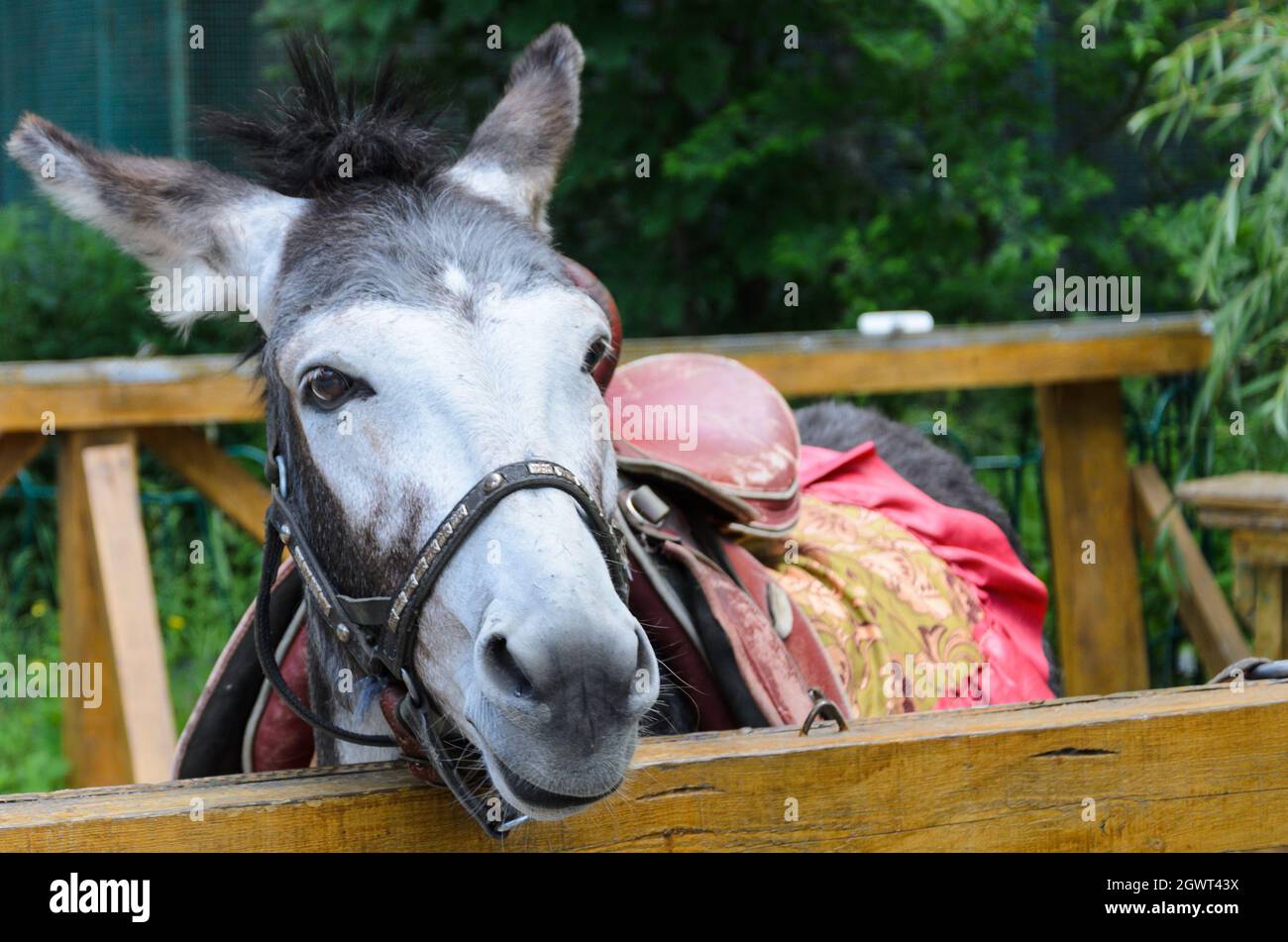 Donkey in bridle hi-res stock photography and images - Alamy