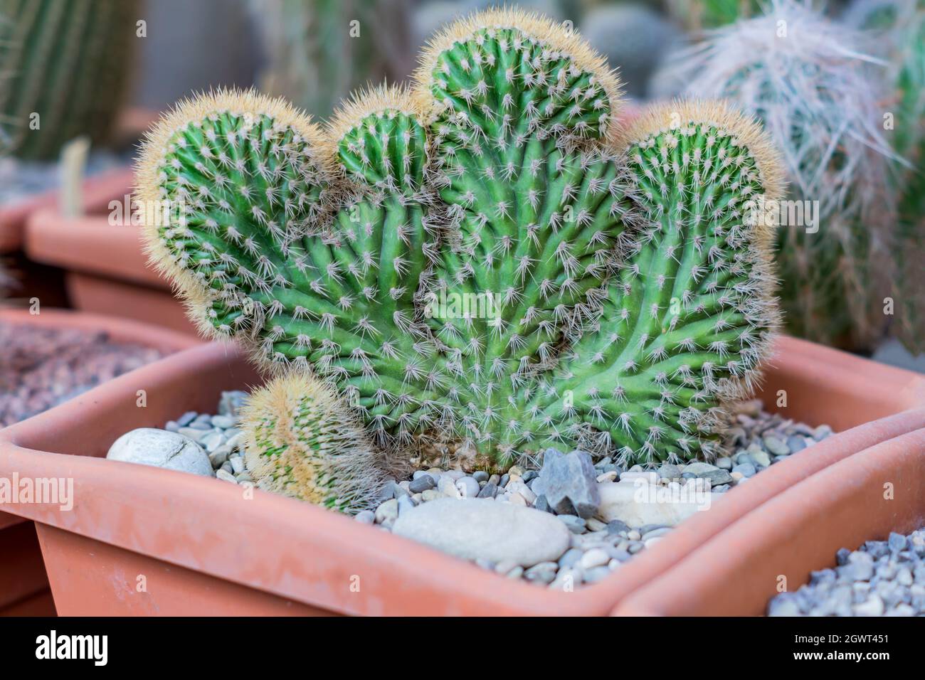 Monstrosus hi-res stock photography and images - Alamy