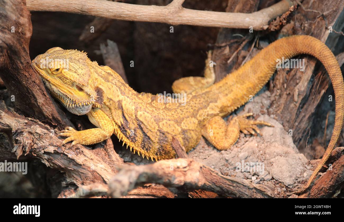 Australian bearded dragon hi-res stock photography and images - Alamy