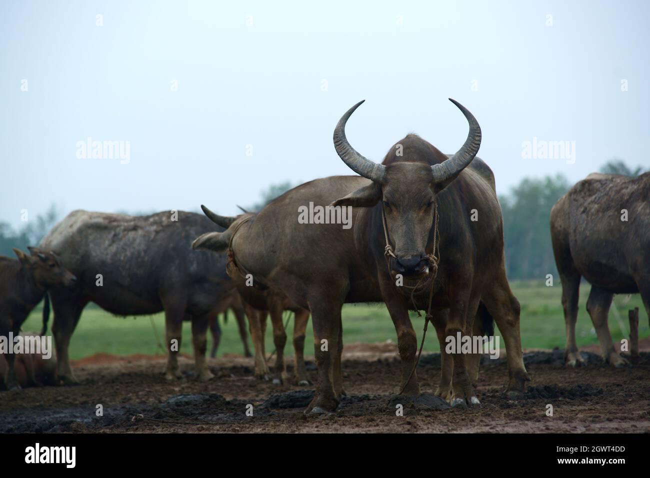 Raising buffalo hi-res stock photography and images - Alamy